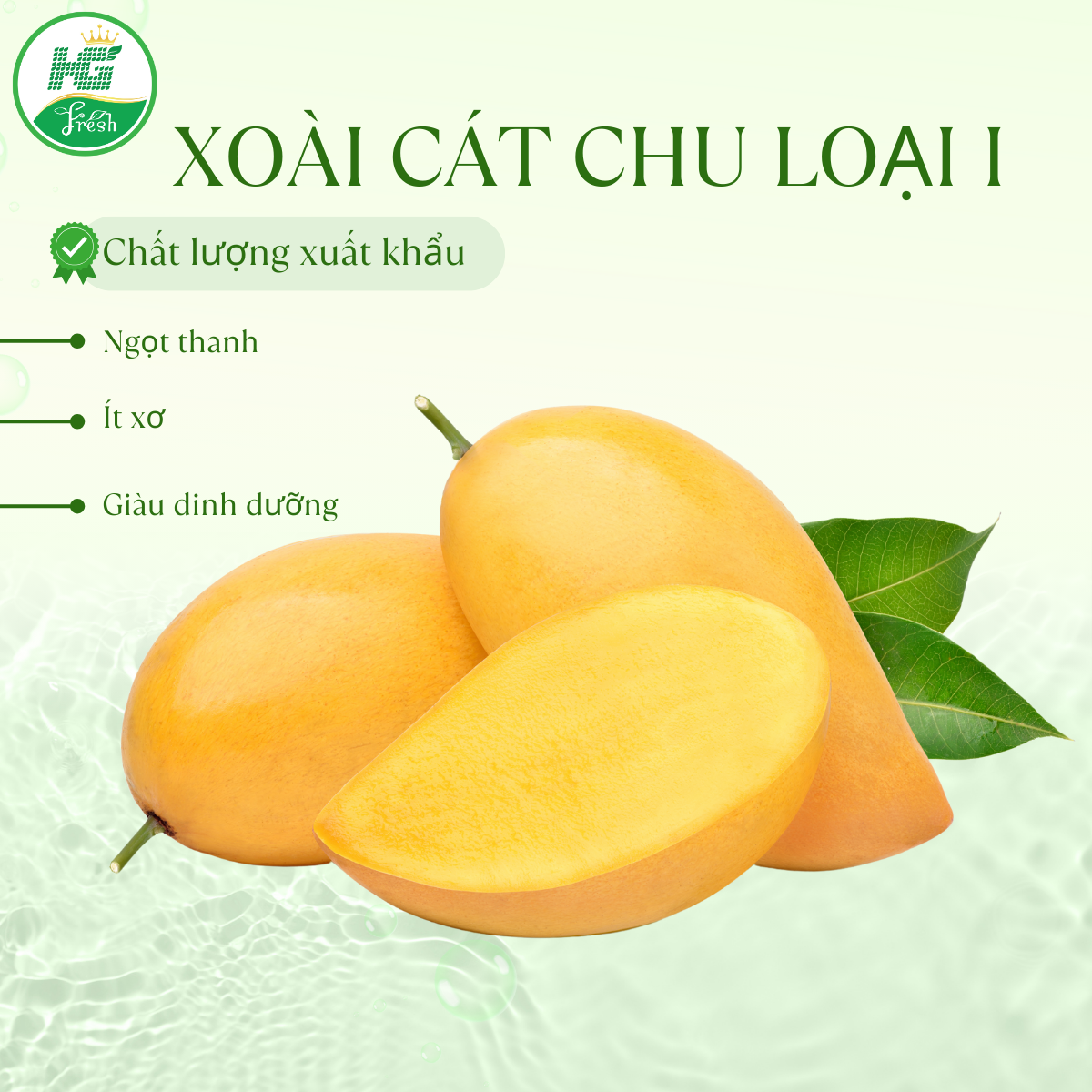 HG Fresh là nhà cung cấp xoài Cát Chu loại 1 uy tín, cam kết hàng chính ...